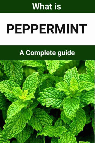 Peppermint 101: Nutrition, Benefits, How To Use, Buy, Store ...