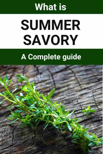 Summer Savory 101: Nutrition, Benefits, How To Use, Buy, Store | Summer ...